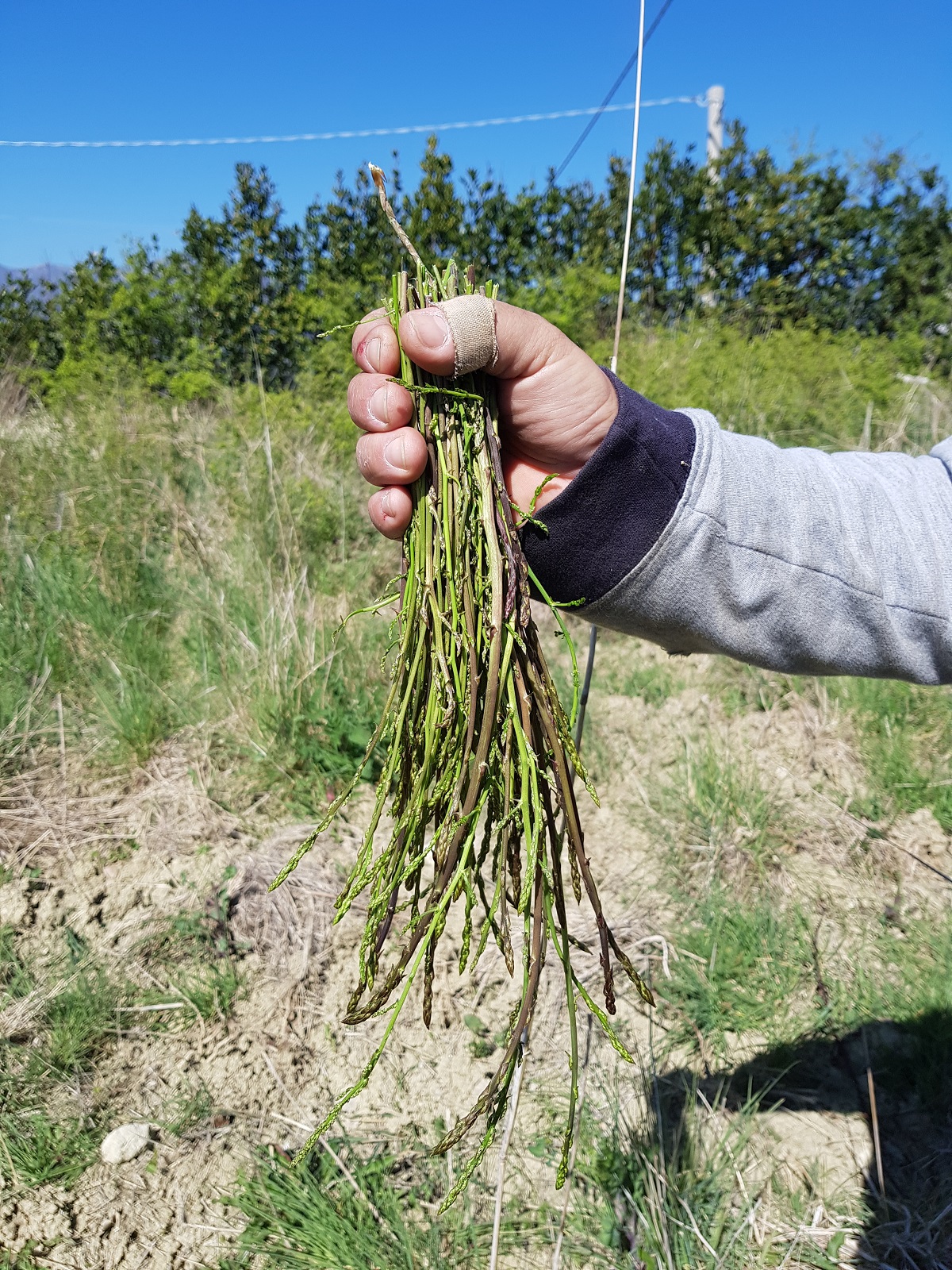 The Game is Afoot! - Hunting for wild asparagus in Abruzzo - Abruzzo ...