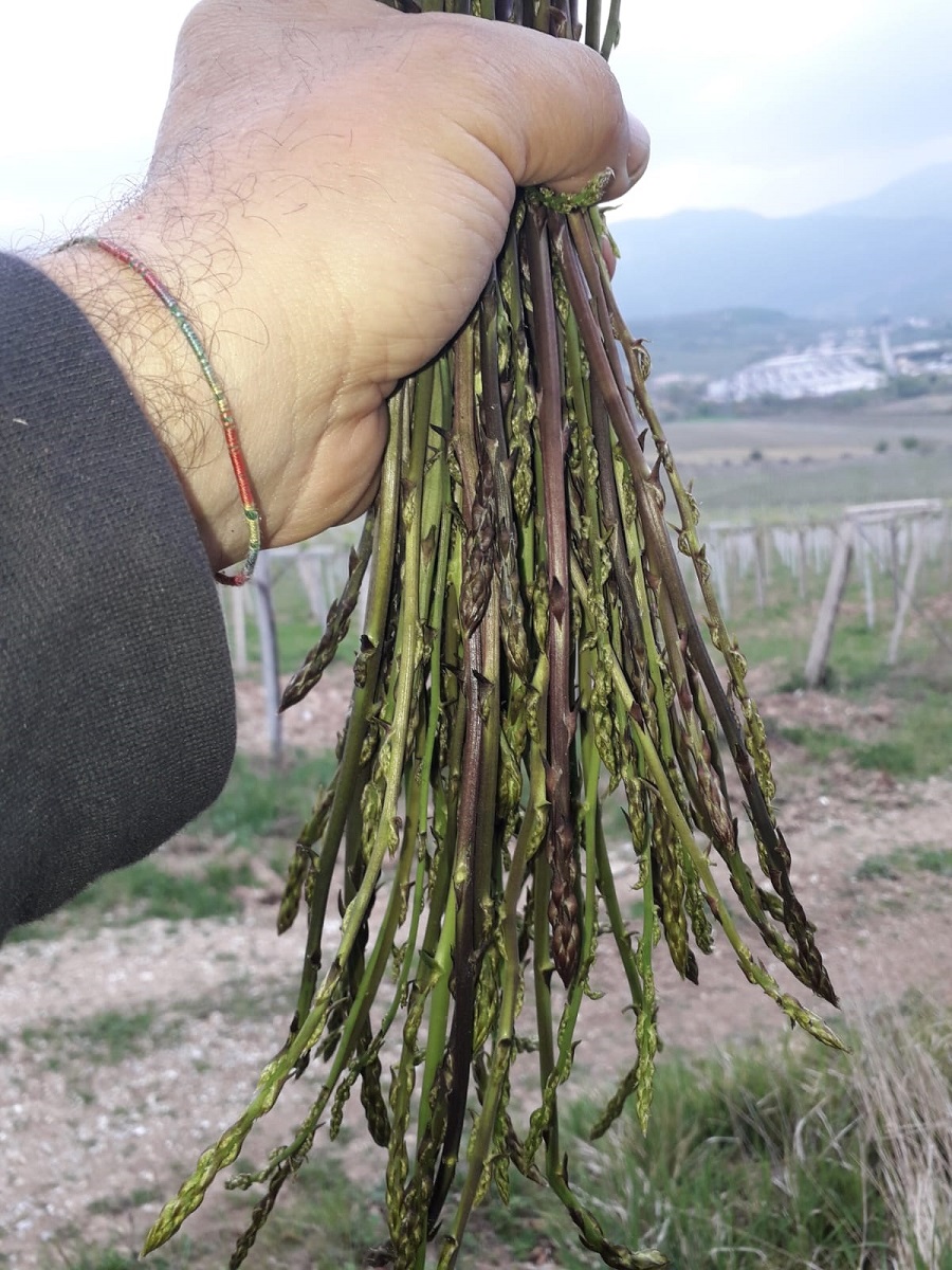 The Game is Afoot! - Hunting for wild asparagus in Abruzzo - Abruzzo ...