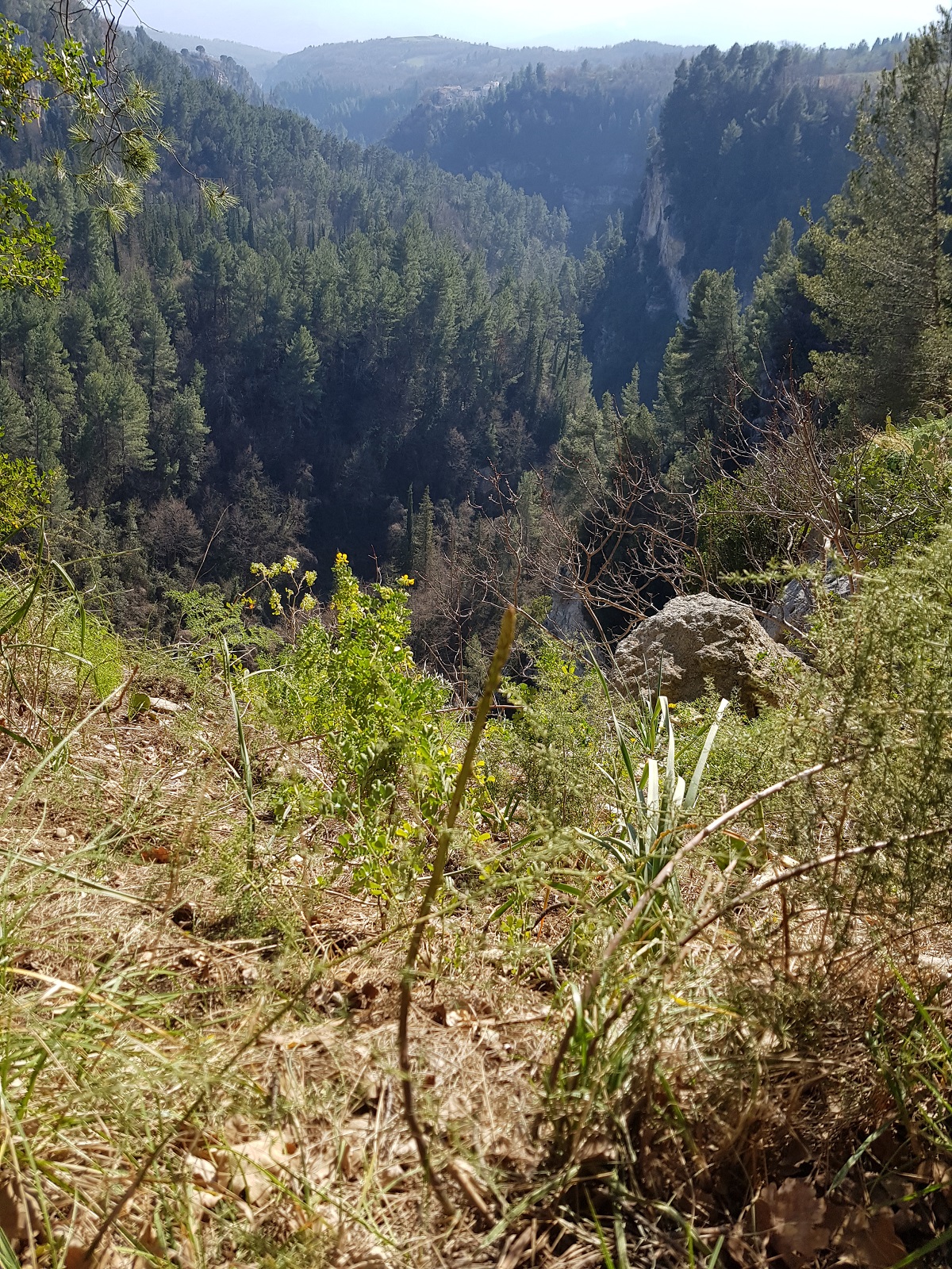 The Game is Afoot! - Hunting for wild asparagus in Abruzzo - Abruzzo ...